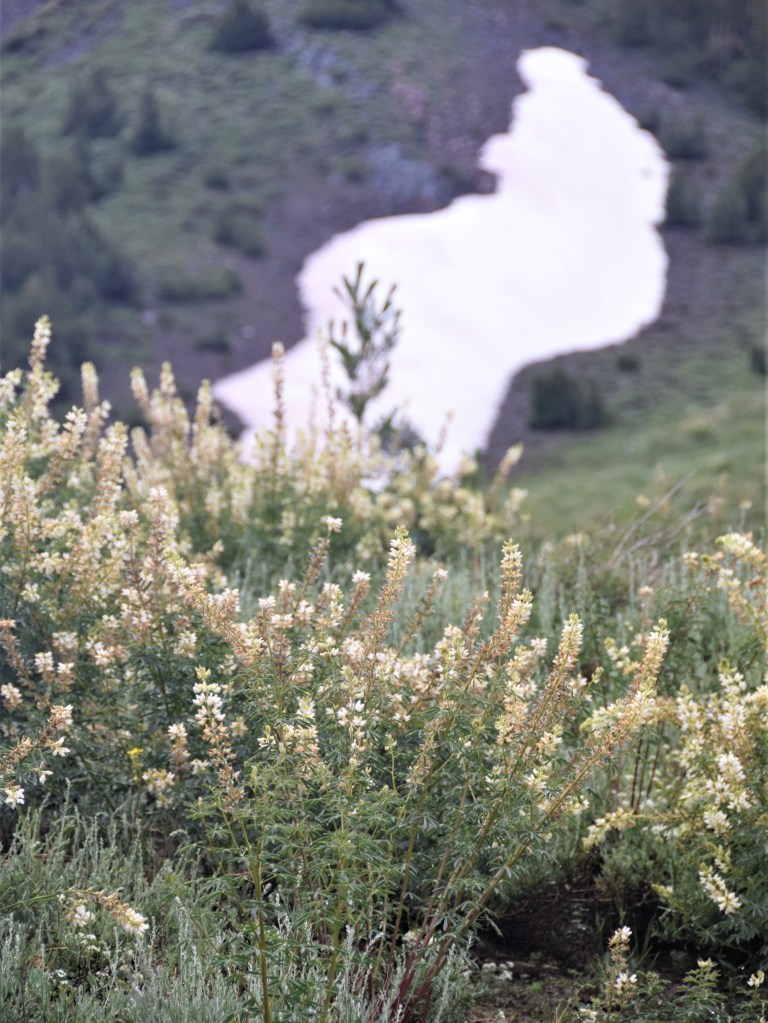Hiking: Mount Morrison – Bit of Betsy